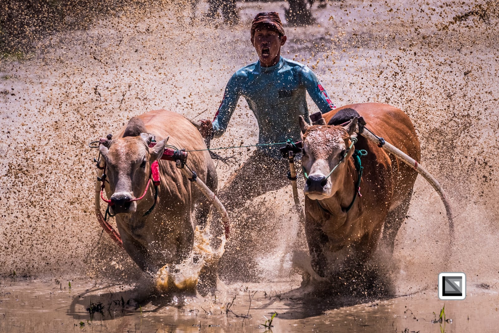 Pacu Jawi – Bull Race in Padang Luar