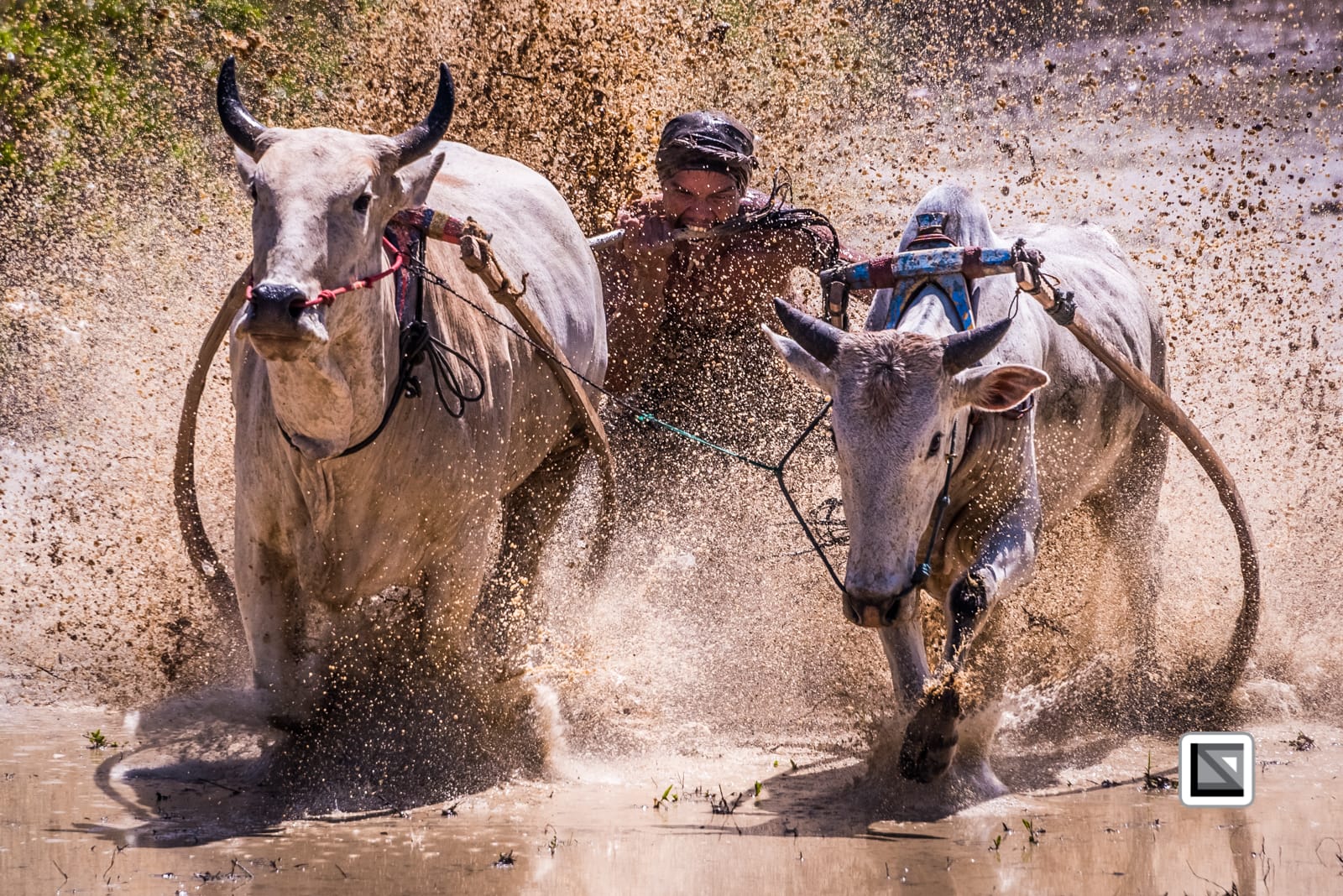 Pacu Jawi – Bull Race in Padang Luar