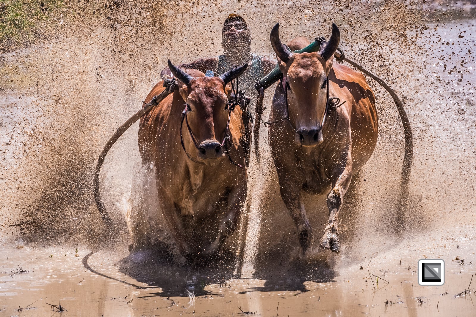 Pacu Jawi – Bull Race in Padang Luar