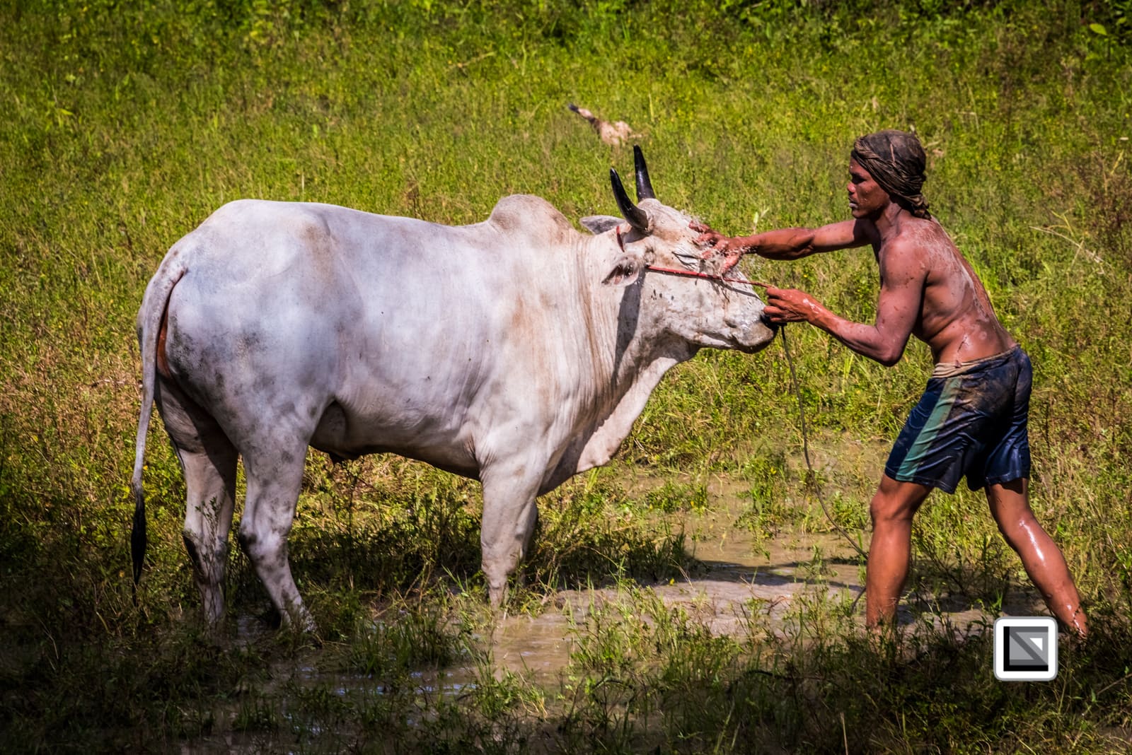 Pacu Jawi – Bull Race in Padang Luar