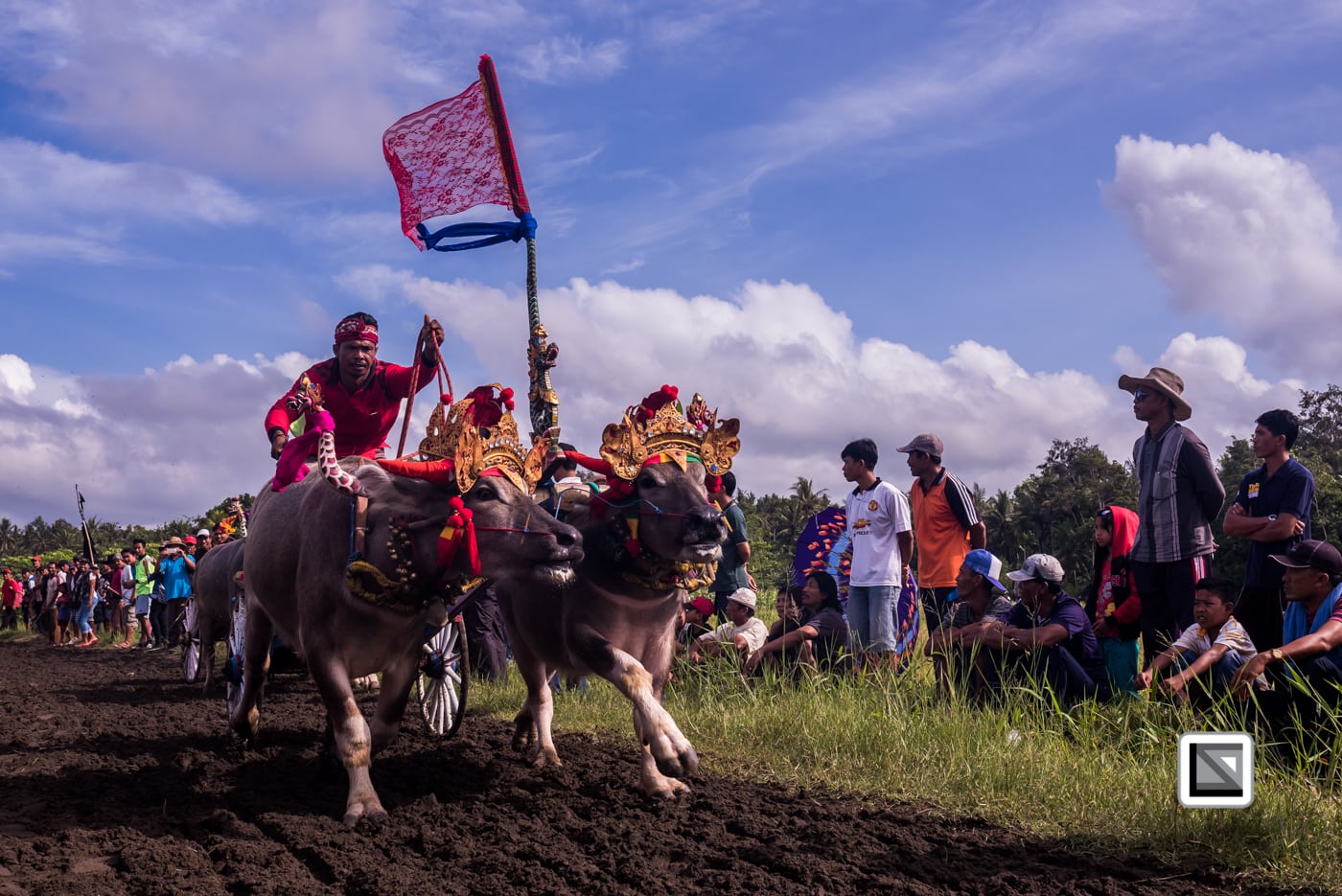 Makepung – Traditional Bull Race in Bali