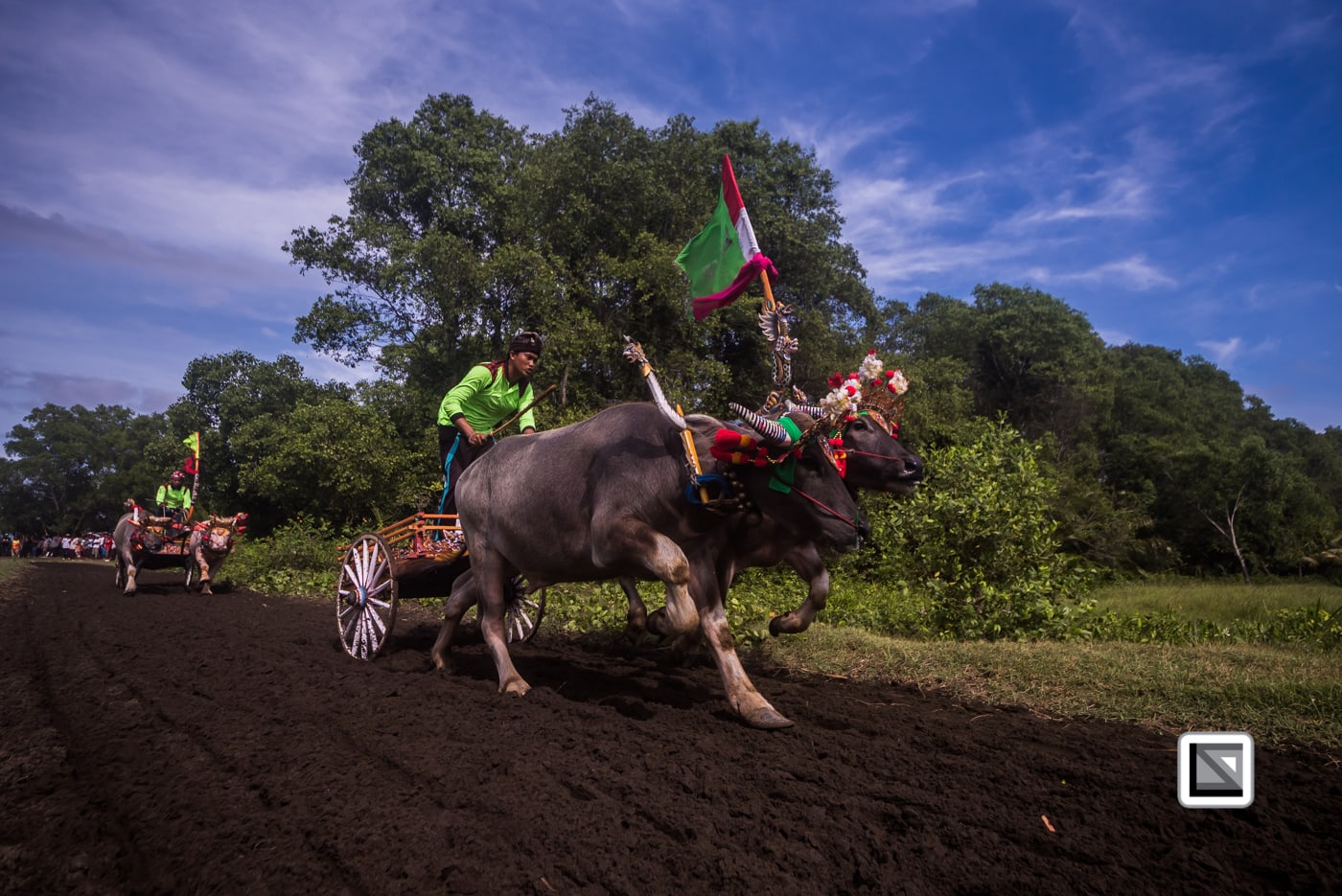 Makepung – Traditional Bull Race in Bali