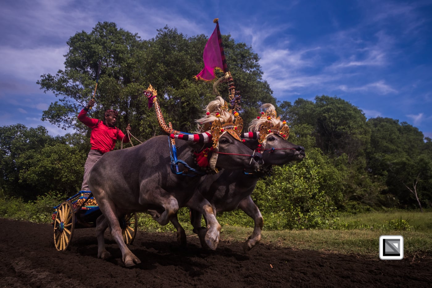 Makepung – Traditional Bull Race in Bali