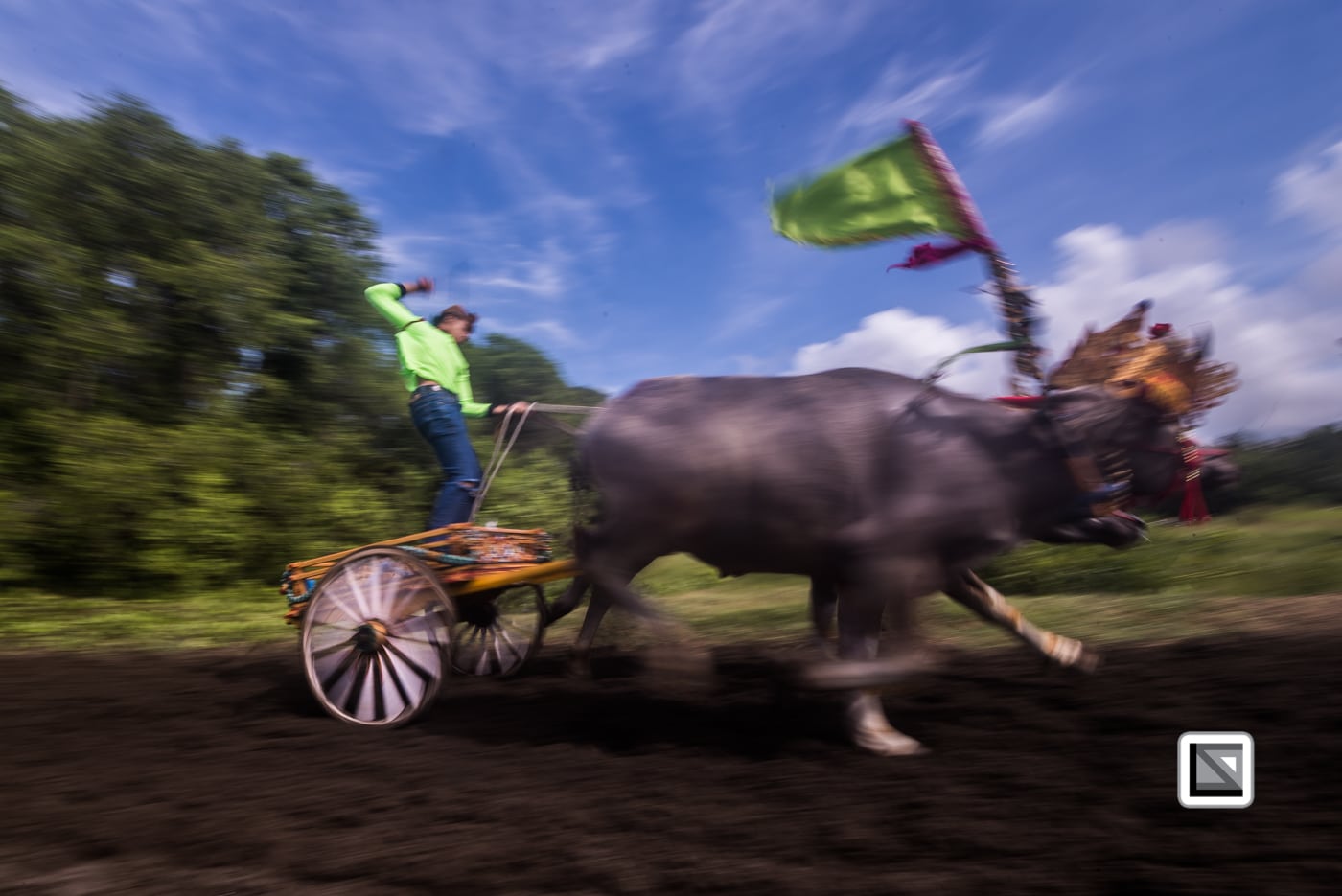 Makepung – Traditional Bull Race in Bali