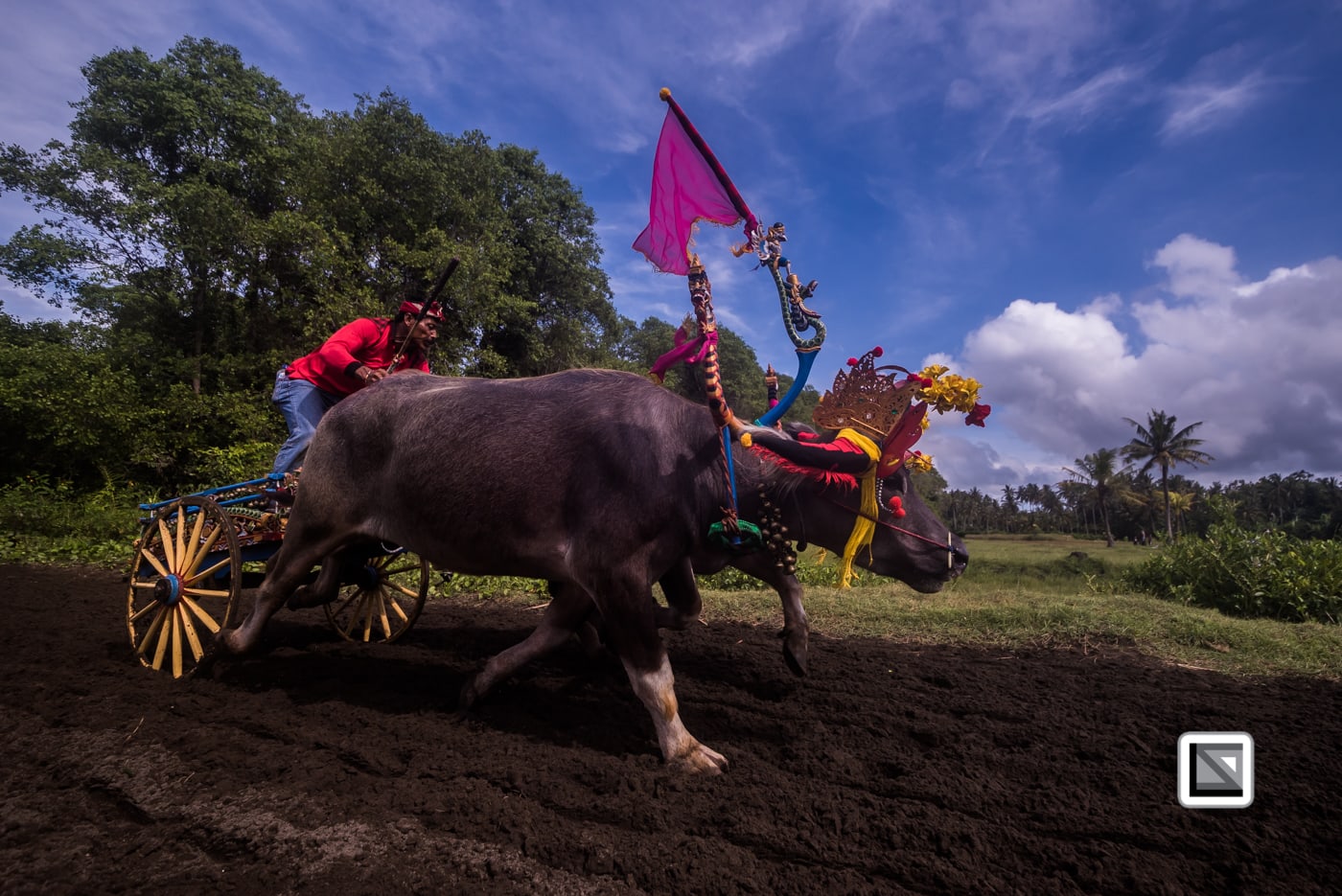 Makepung – Traditional Bull Race in Bali