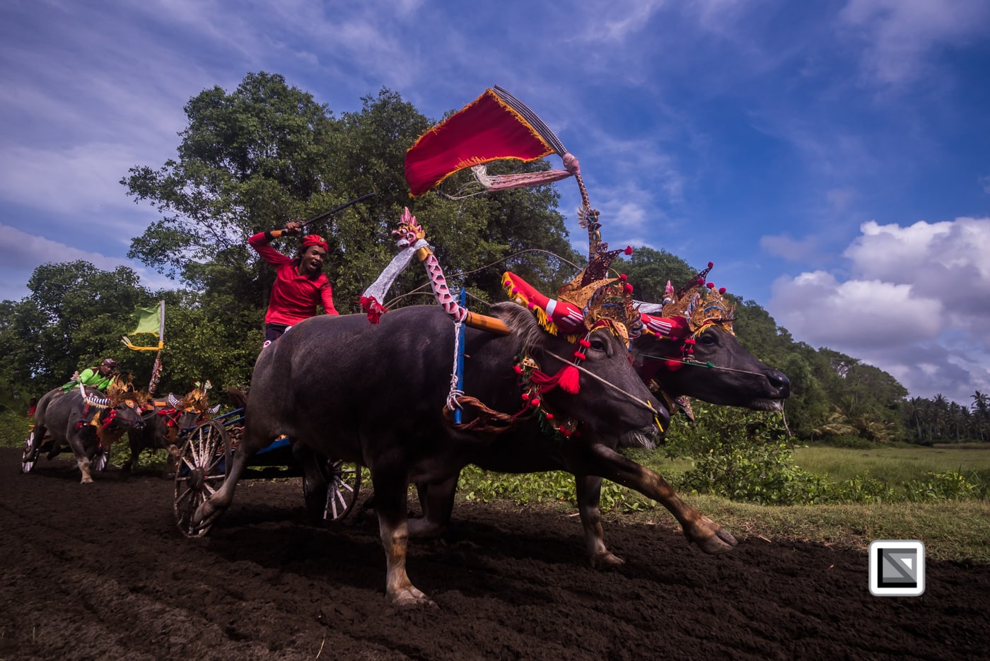 Makepung – Traditional Bull Race in Bali