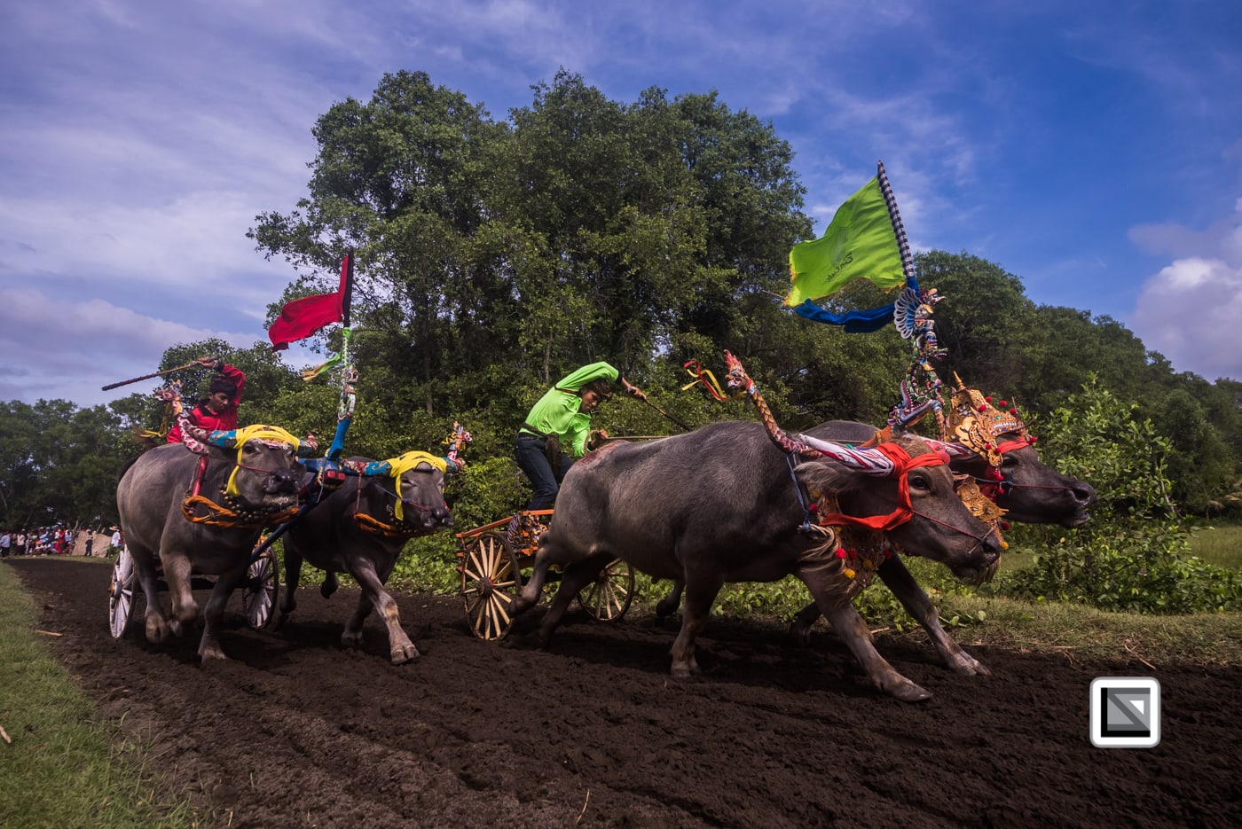 Makepung – Traditional Bull Race in Bali