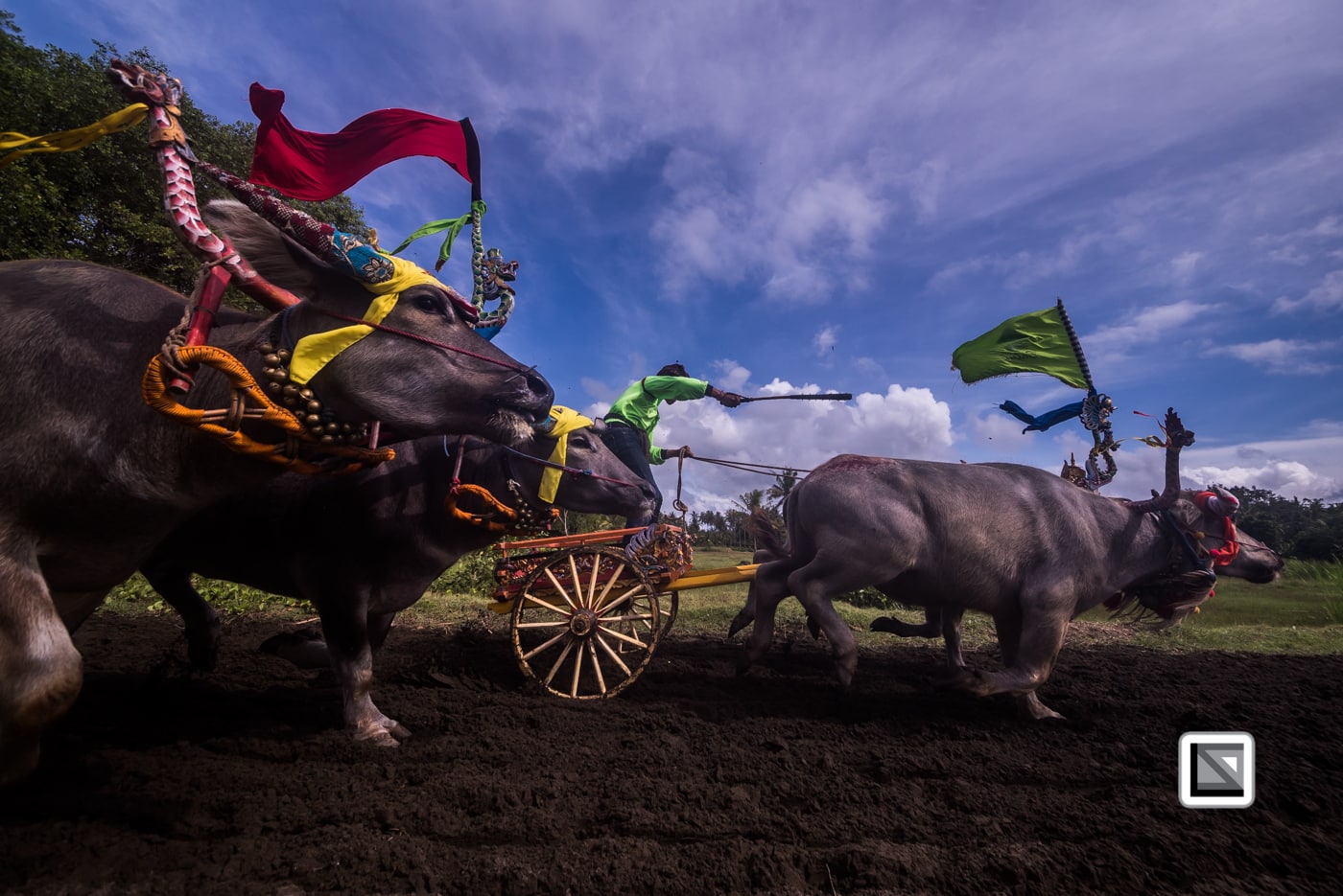 Makepung – Traditional Bull Race in Bali