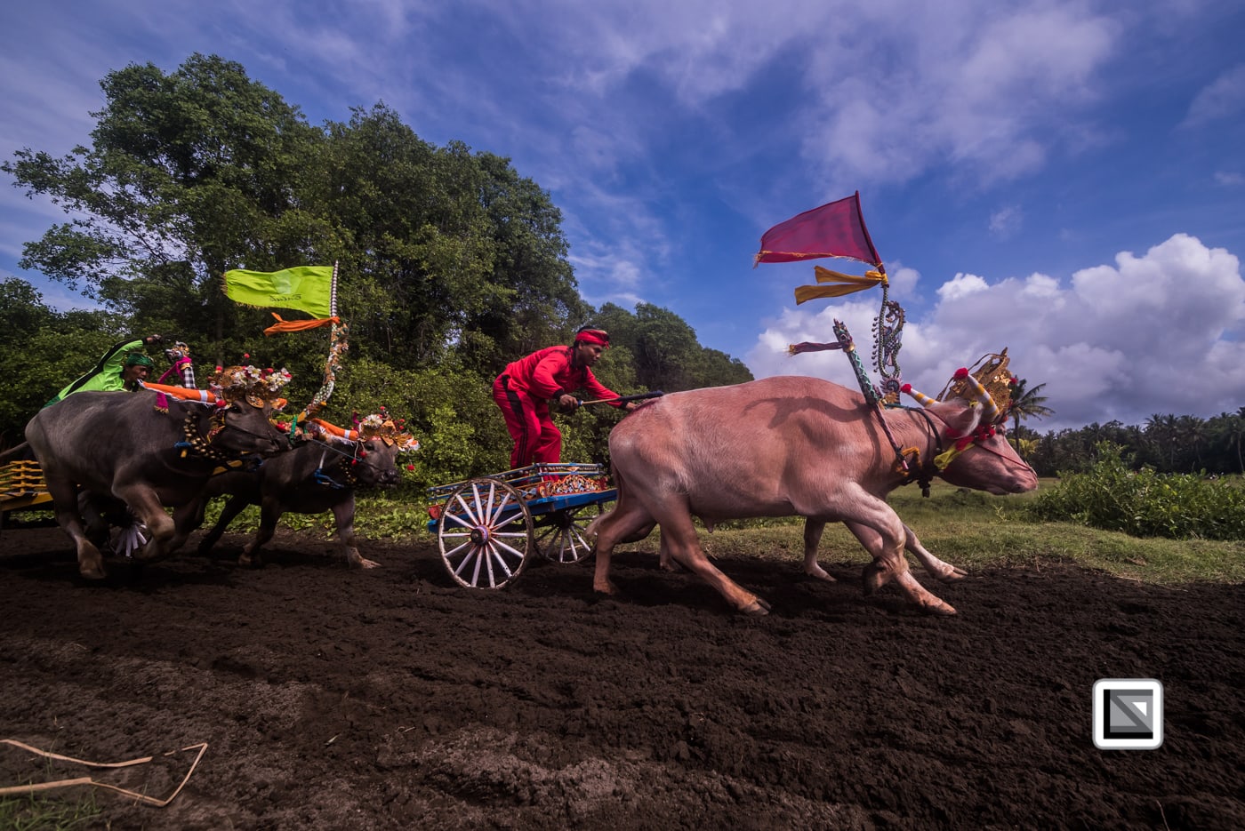 Makepung – Traditional Bull Race in Bali
