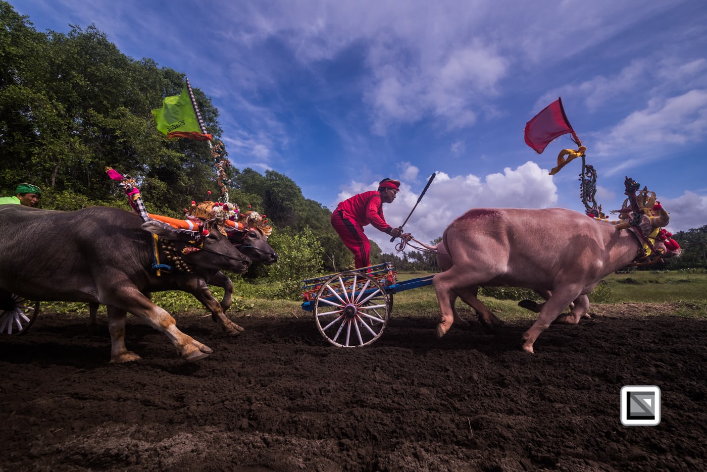 Makepung – Traditional Bull Race in Bali
