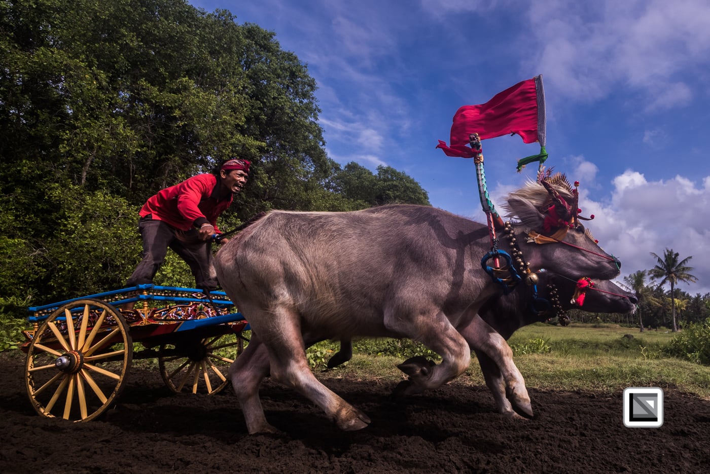 Makepung – Traditional Bull Race in Bali