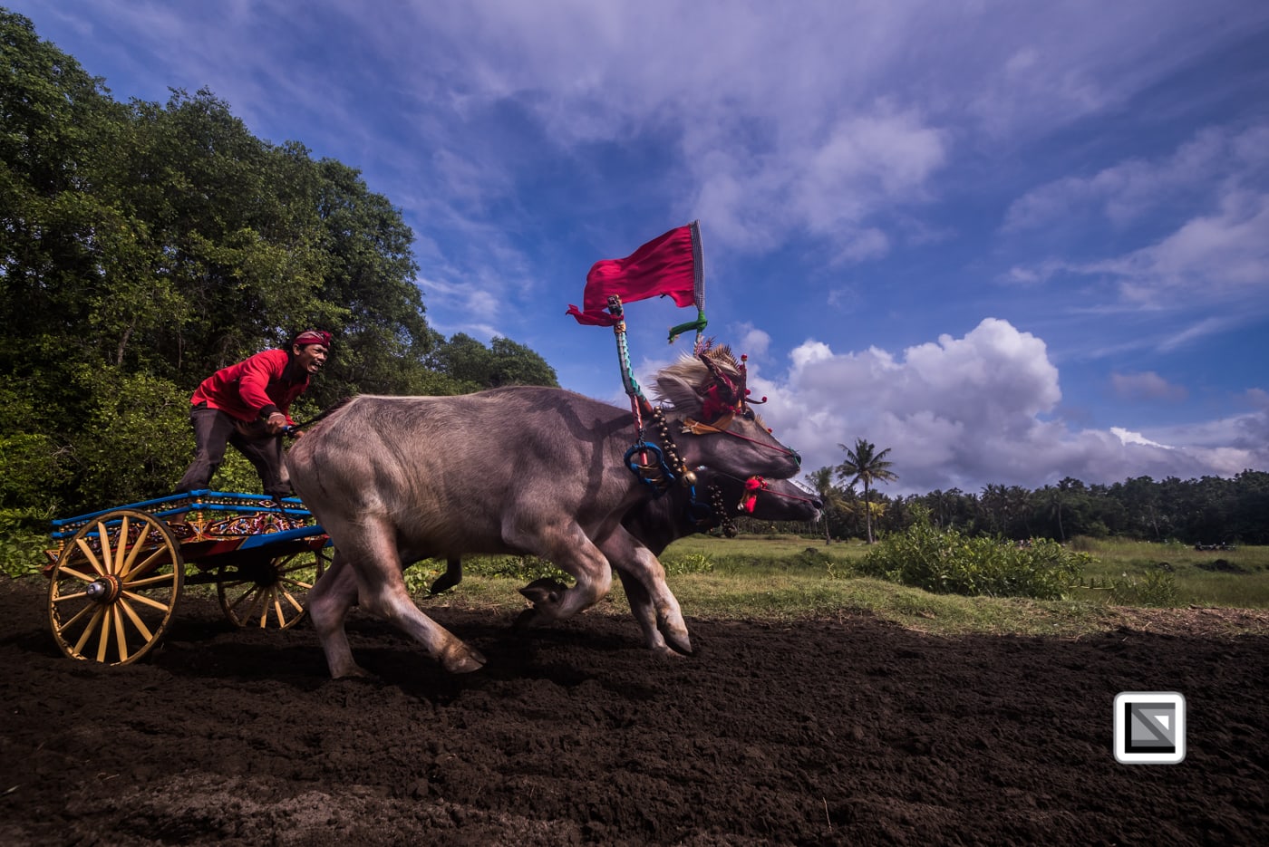 Makepung – Traditional Bull Race in Bali