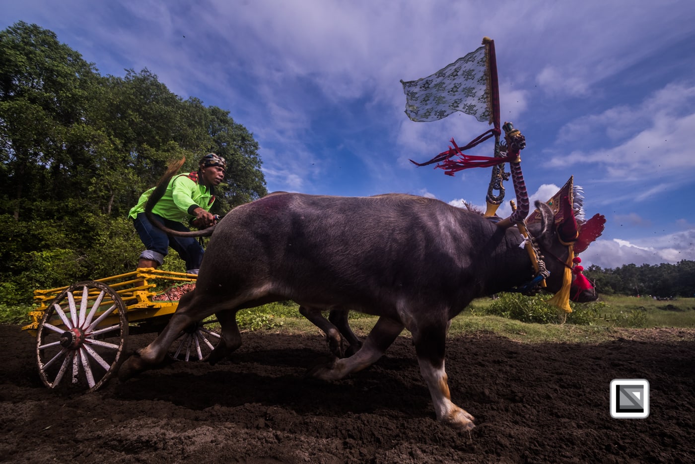 Makepung – Traditional Bull Race in Bali