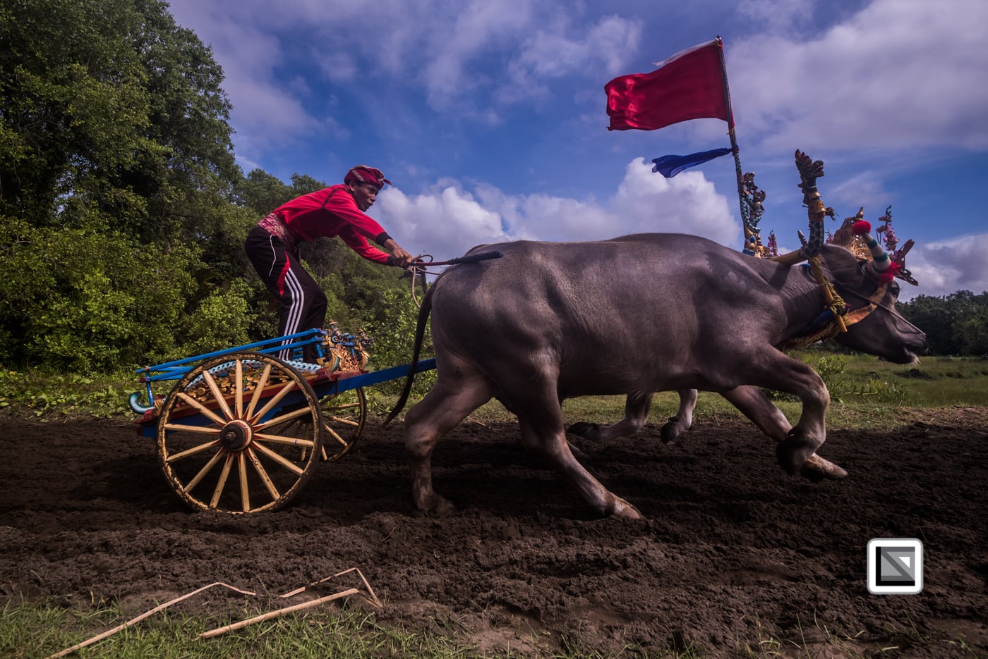 Makepung – Traditional Bull Race in Bali