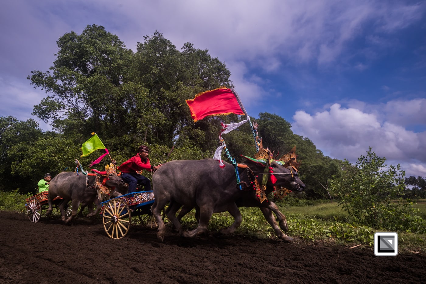 Makepung – Traditional Bull Race in Bali