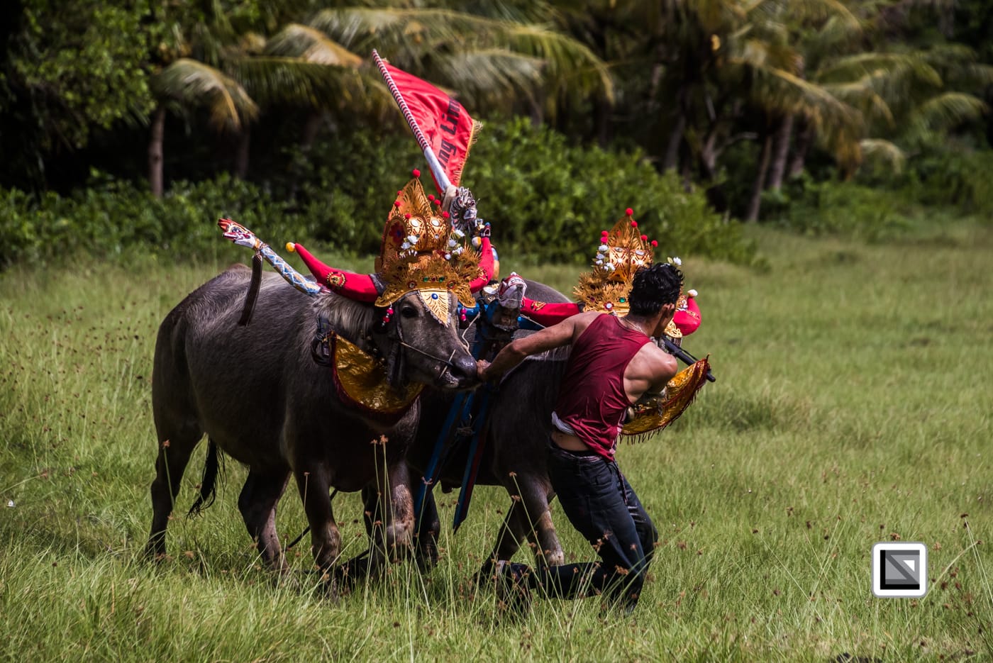 Makepung – Traditional Bull Race in Bali