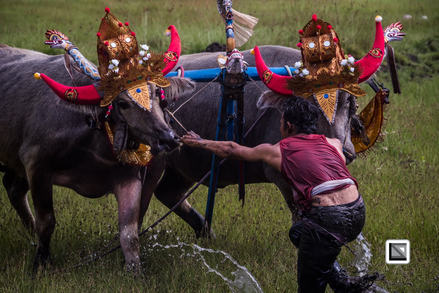 Makepung – Traditional Bull Race in Bali