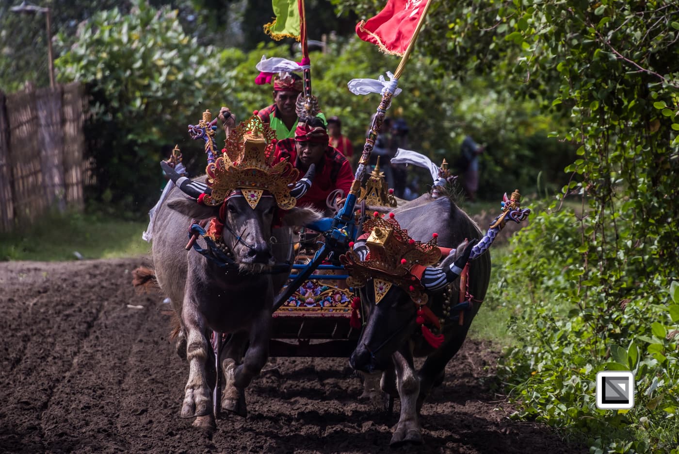 Makepung – Traditional Bull Race in Bali