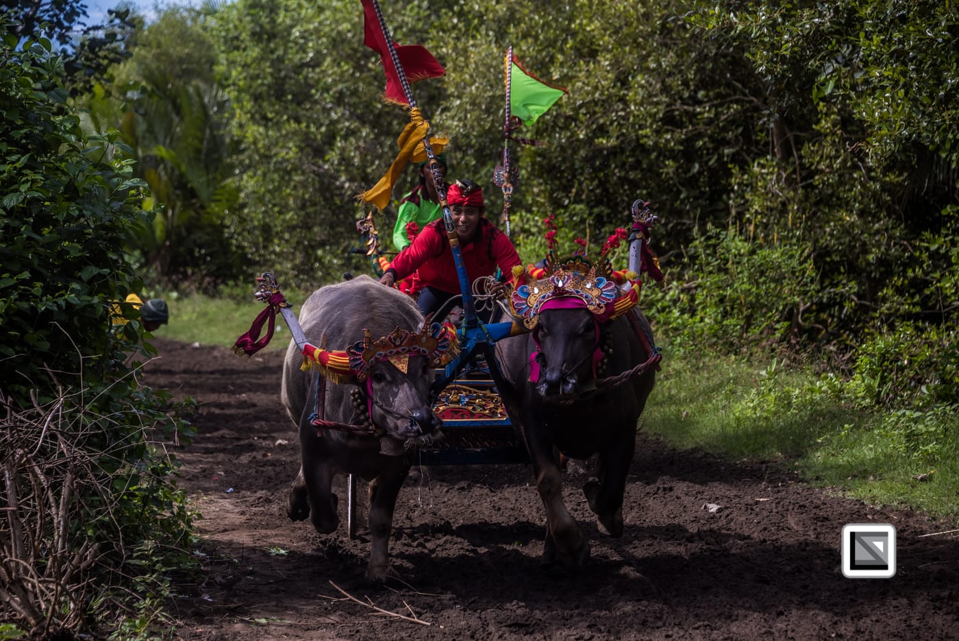 Makepung – Traditional Bull Race in Bali