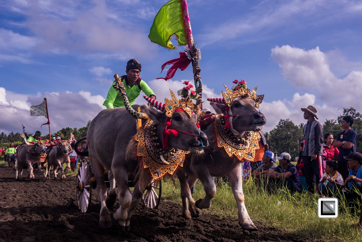 Makepung – Traditional Bull Race in Bali