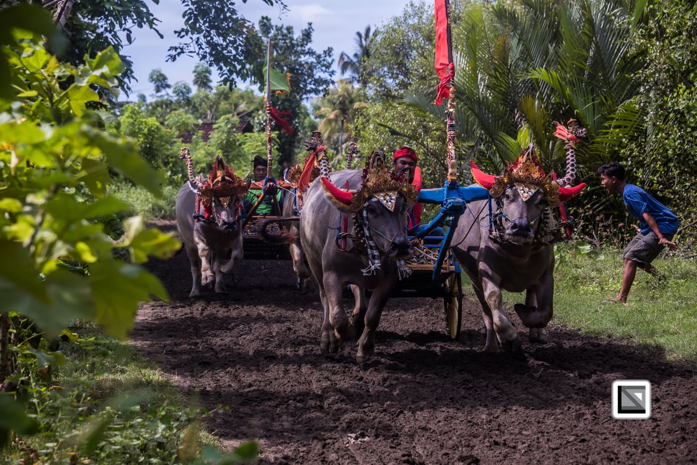 Makepung – Traditional Bull Race in Bali