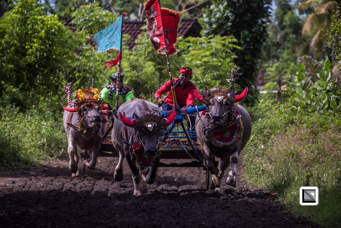 Makepung – Traditional Bull Race in Bali