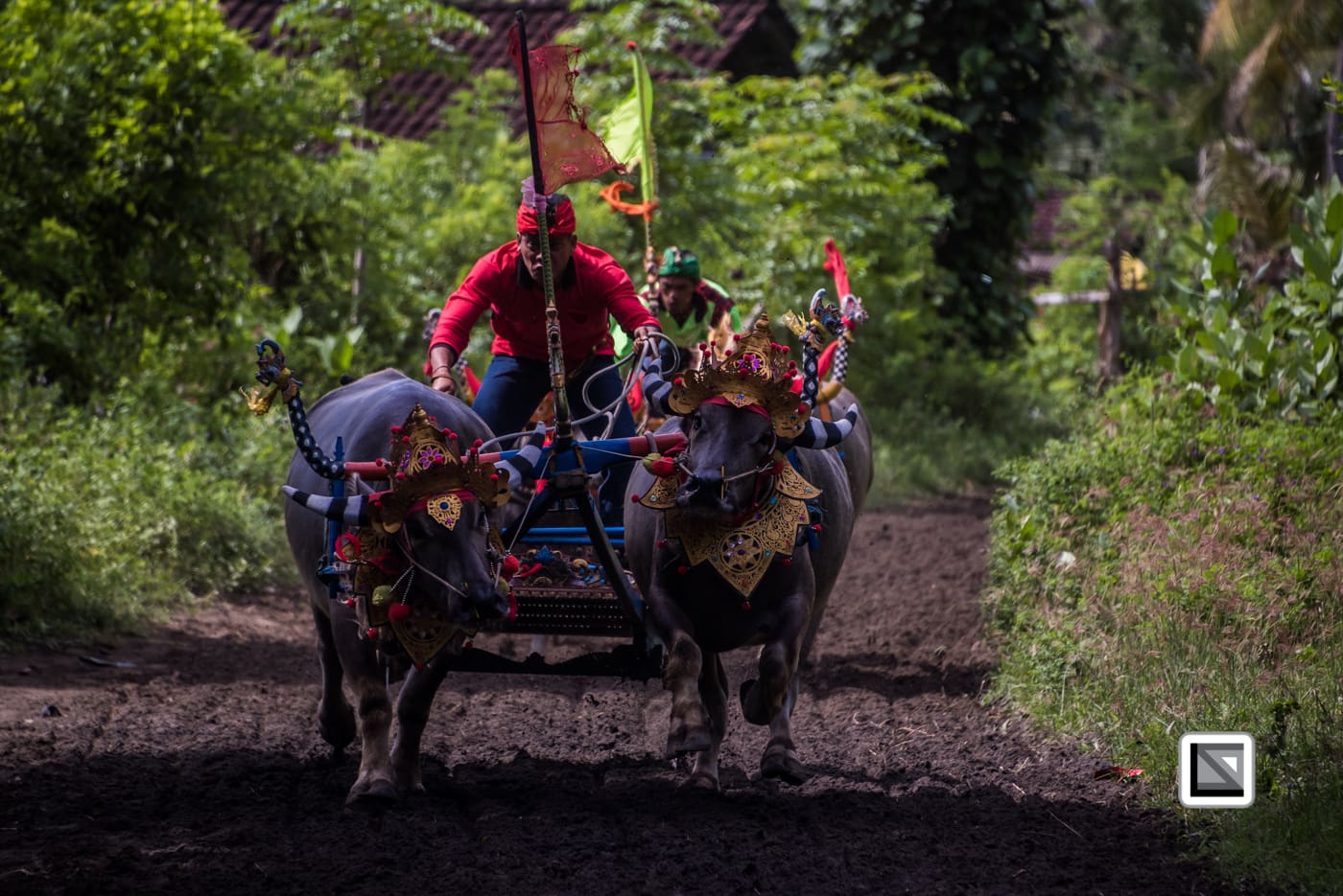 Makepung – Traditional Bull Race in Bali