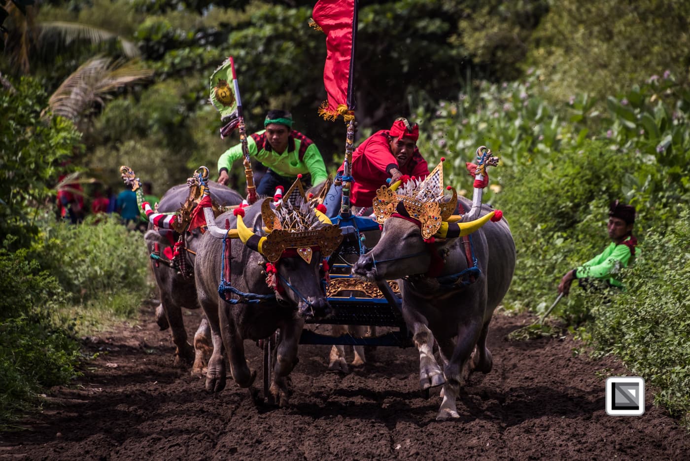 Makepung – Traditional Bull Race in Bali