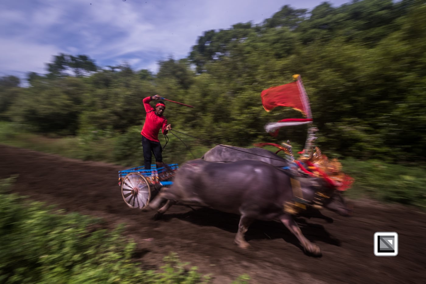 Makepung – Traditional Bull Race in Bali