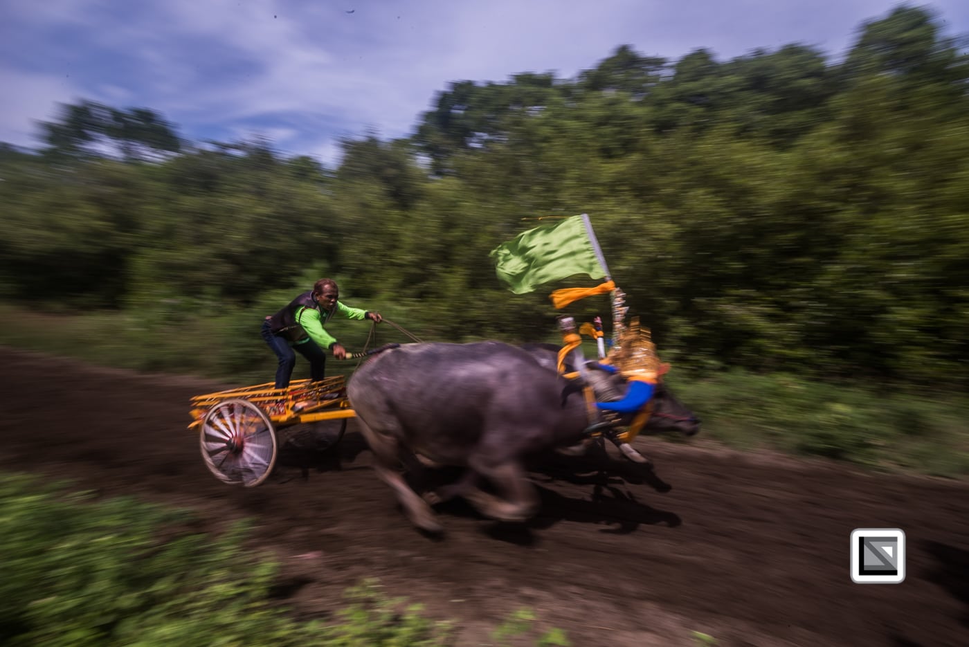Makepung – Traditional Bull Race in Bali