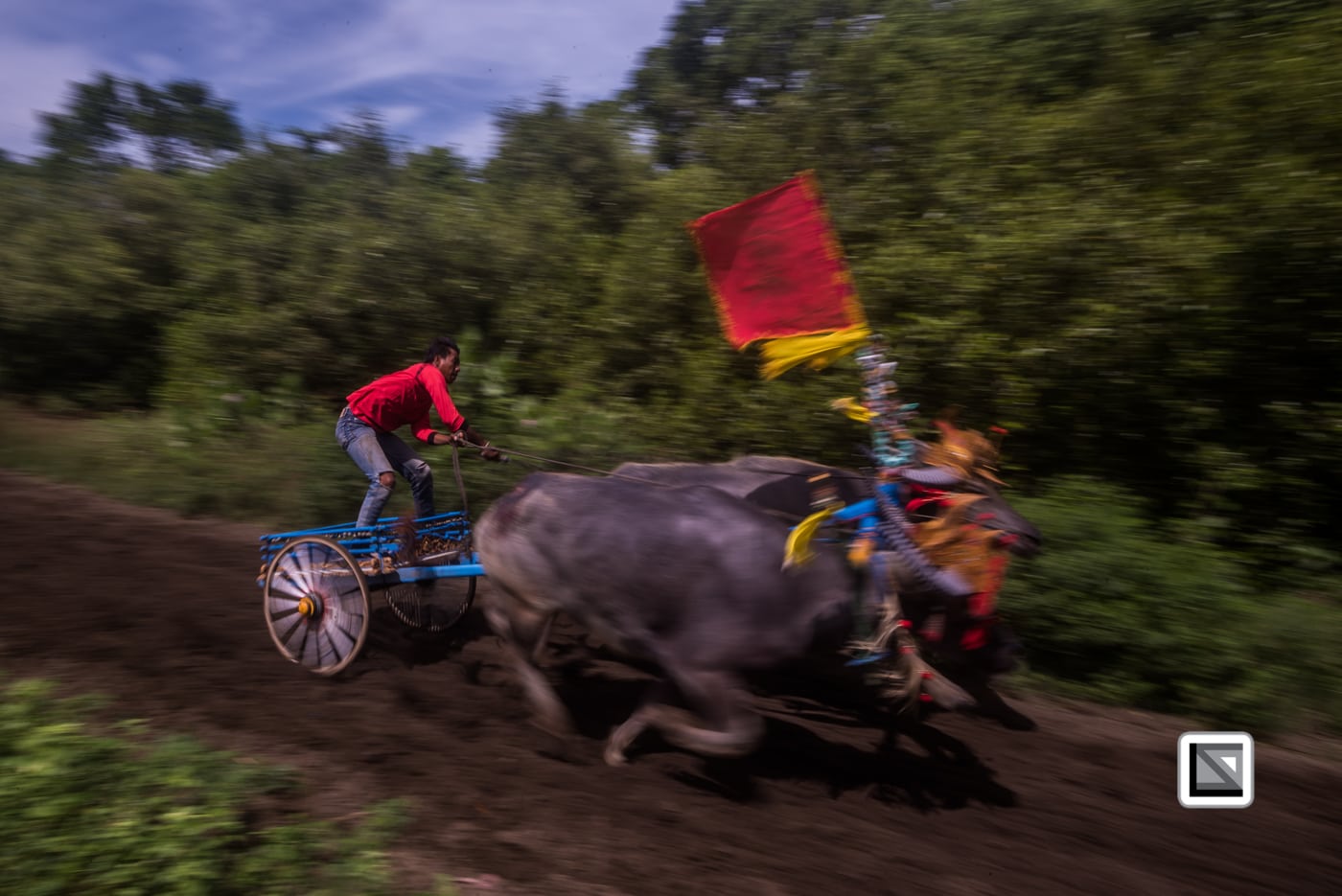 Makepung – Traditional Bull Race in Bali