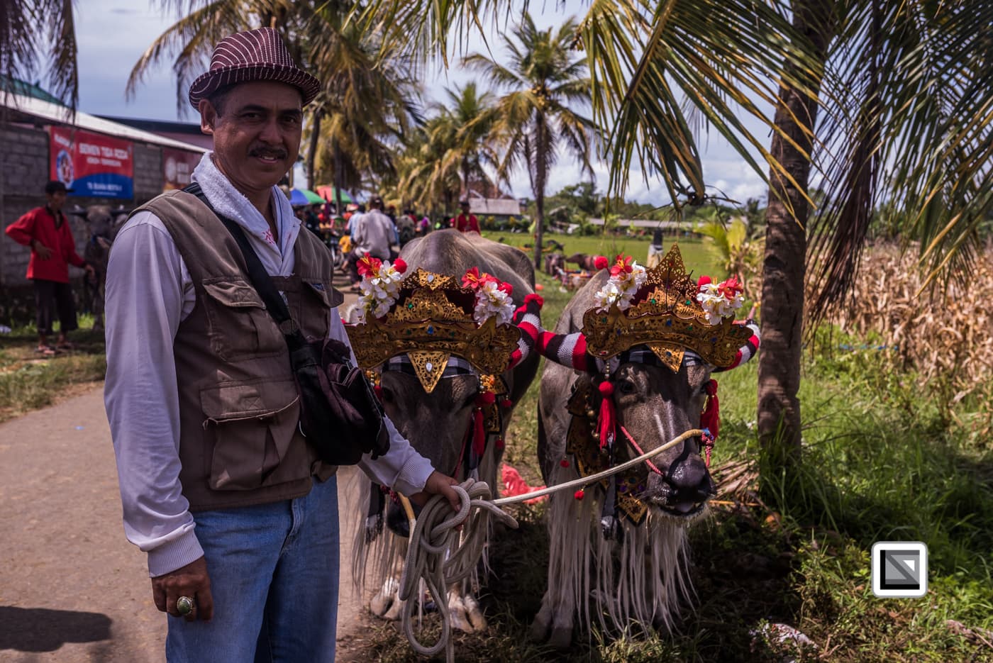 Makepung – Traditional Bull Race in Bali