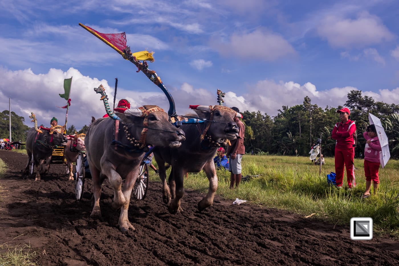 Makepung – Traditional Bull Race in Bali