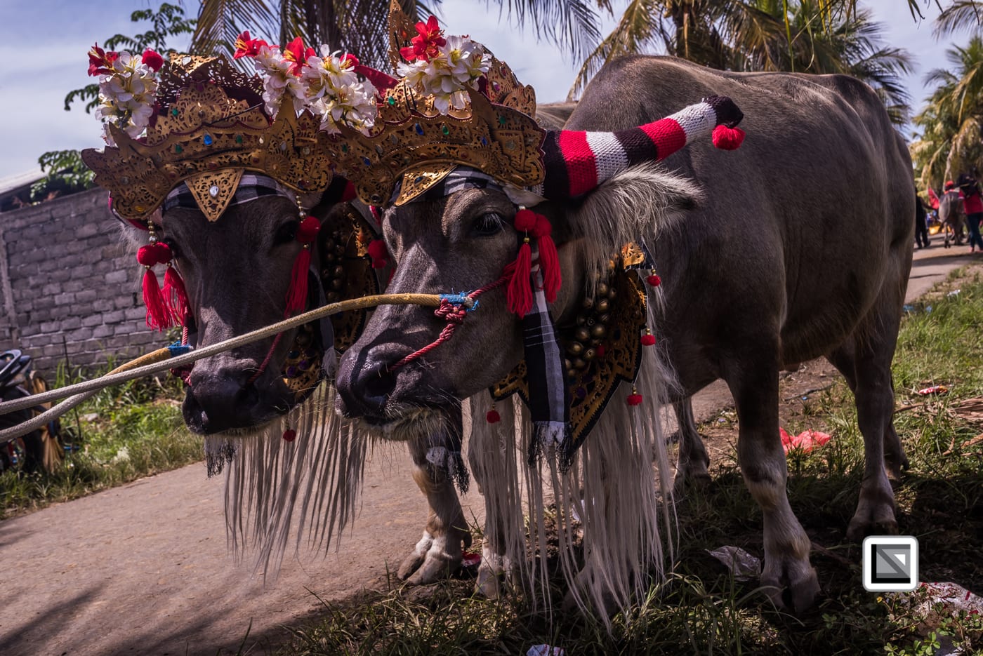 Makepung – Traditional Bull Race in Bali