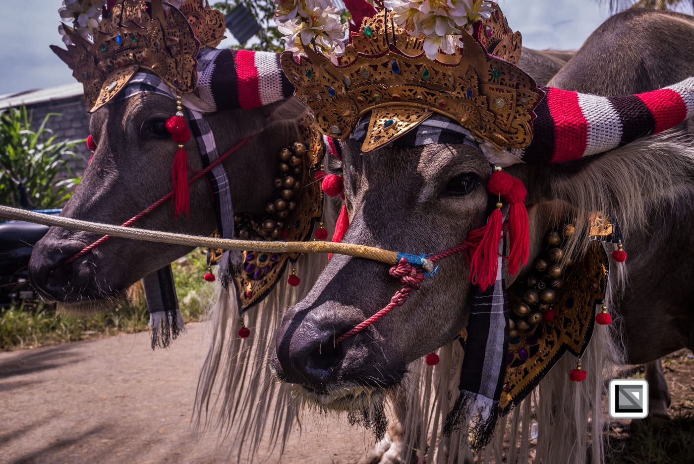 Makepung – Traditional Bull Race in Bali