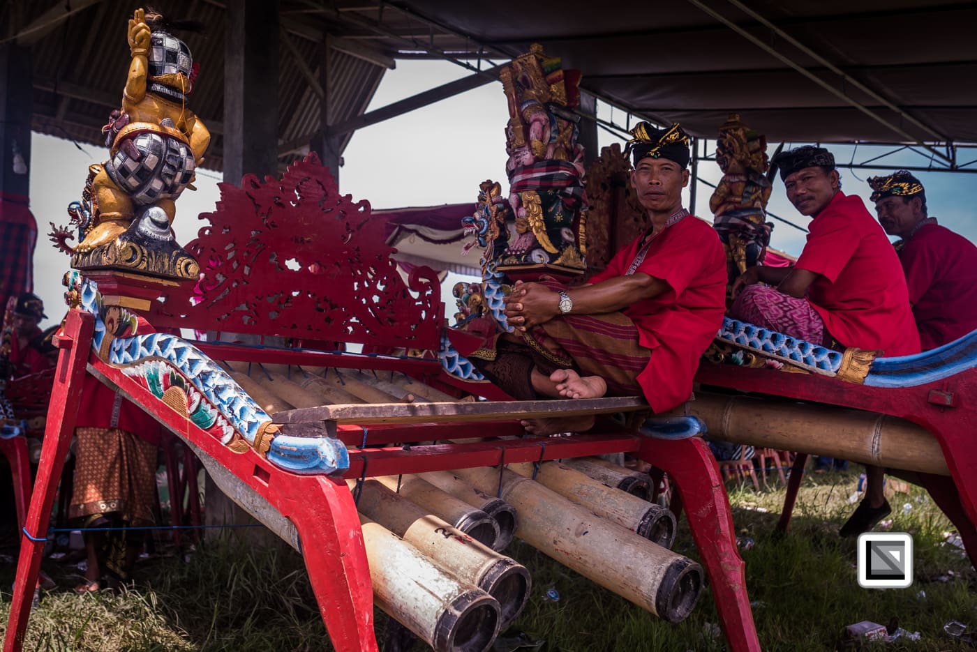 Makepung – Traditional Bull Race in Bali