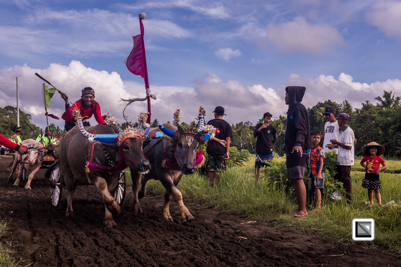 Makepung – Traditional Bull Race in Bali
