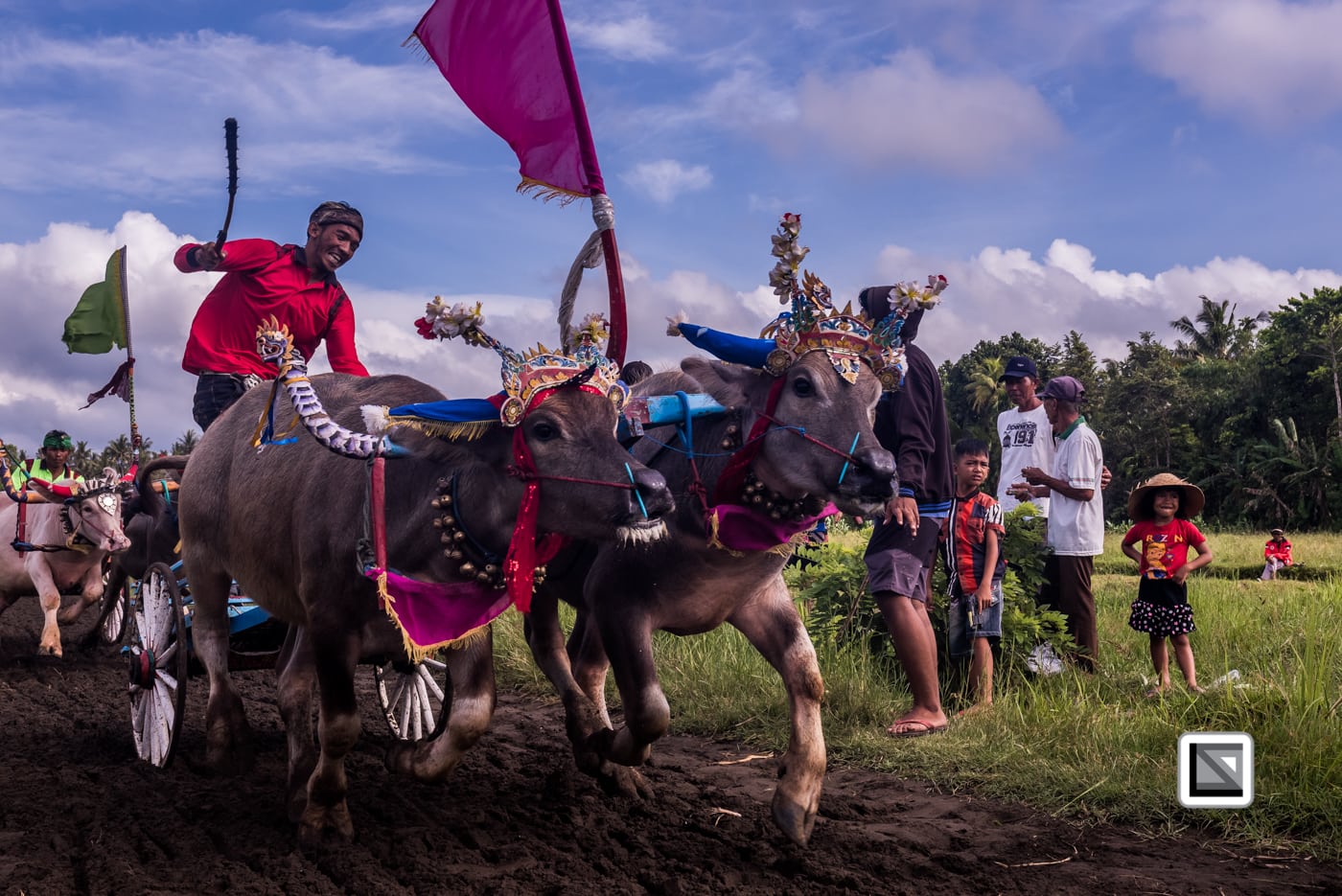 Makepung – Traditional Bull Race in Bali