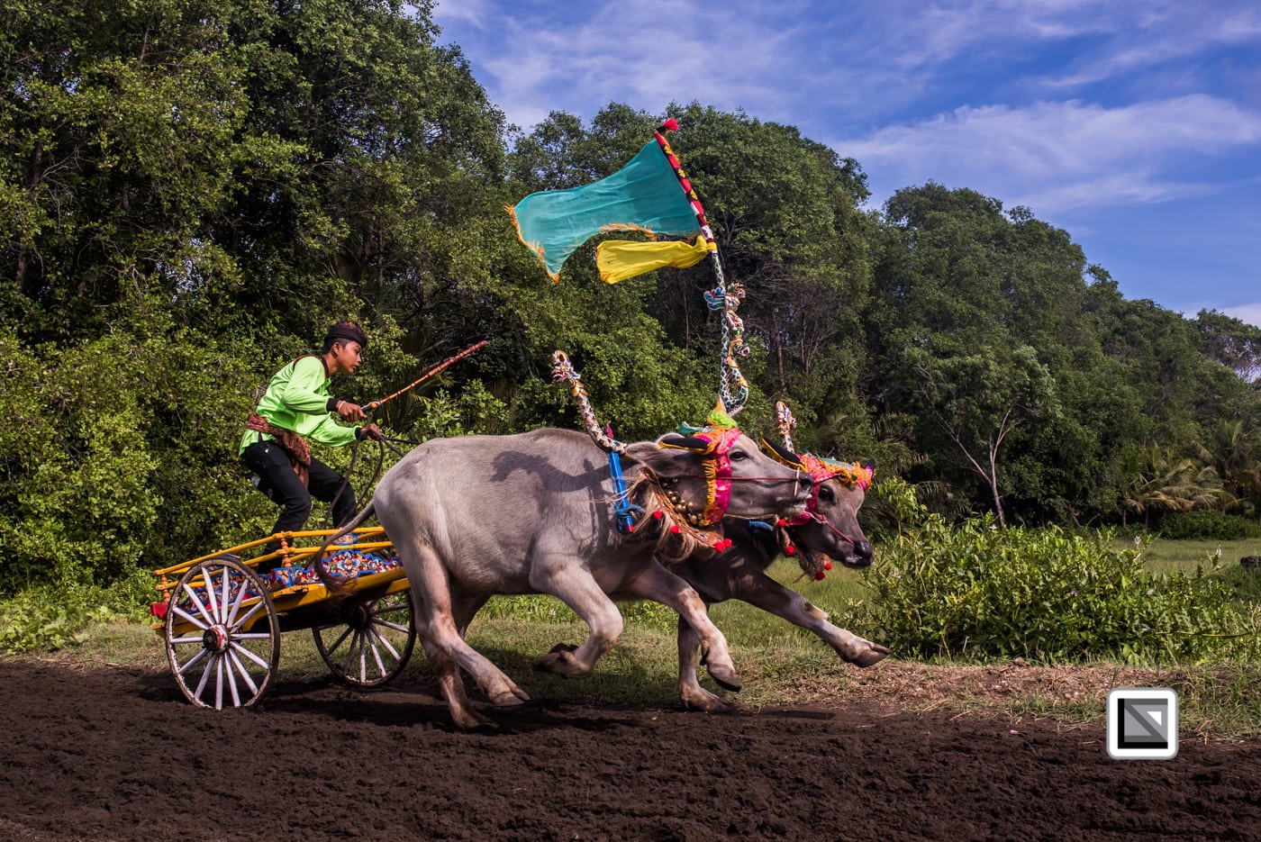 Makepung – Traditional Bull Race in Bali