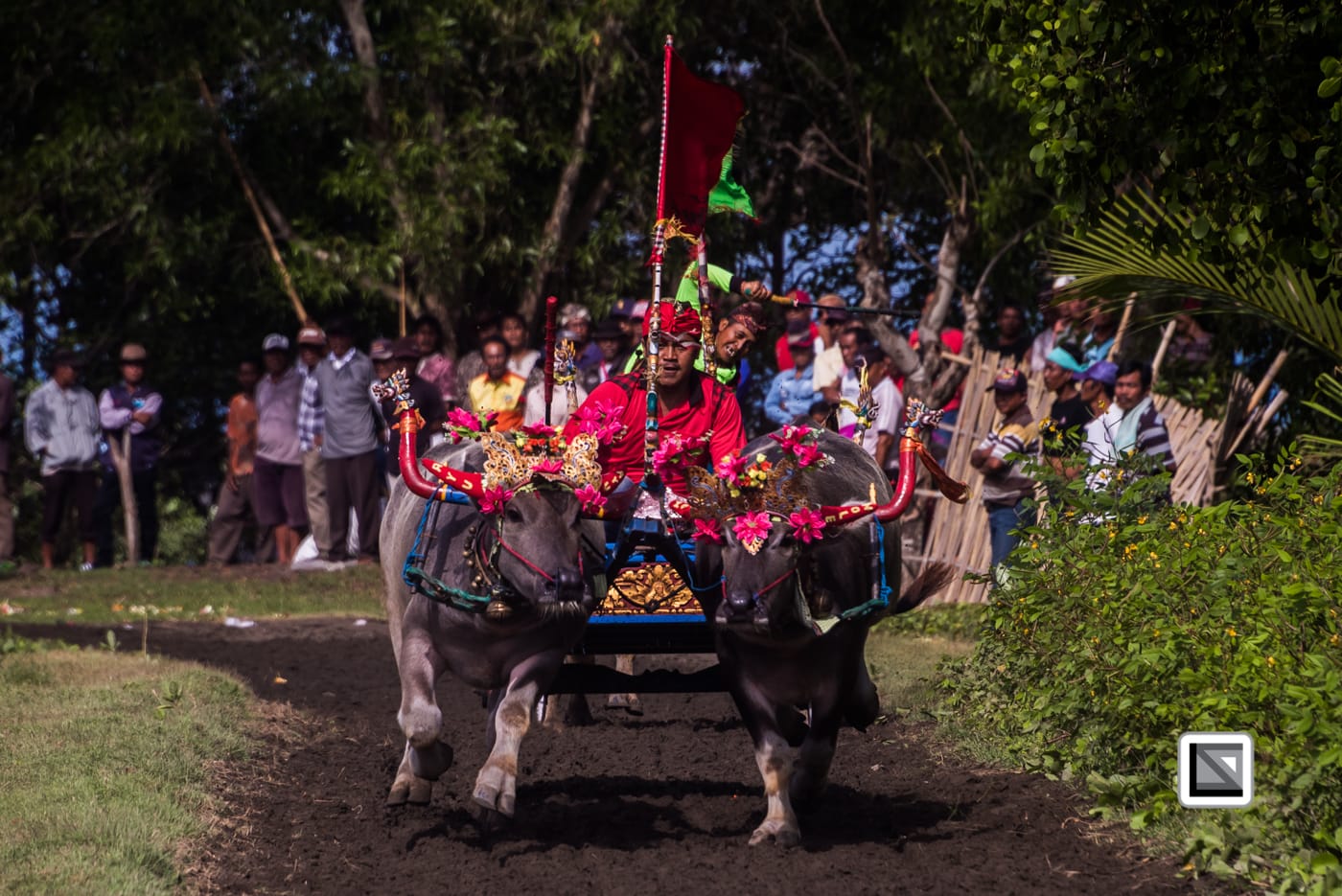 Makepung – Traditional Bull Race in Bali