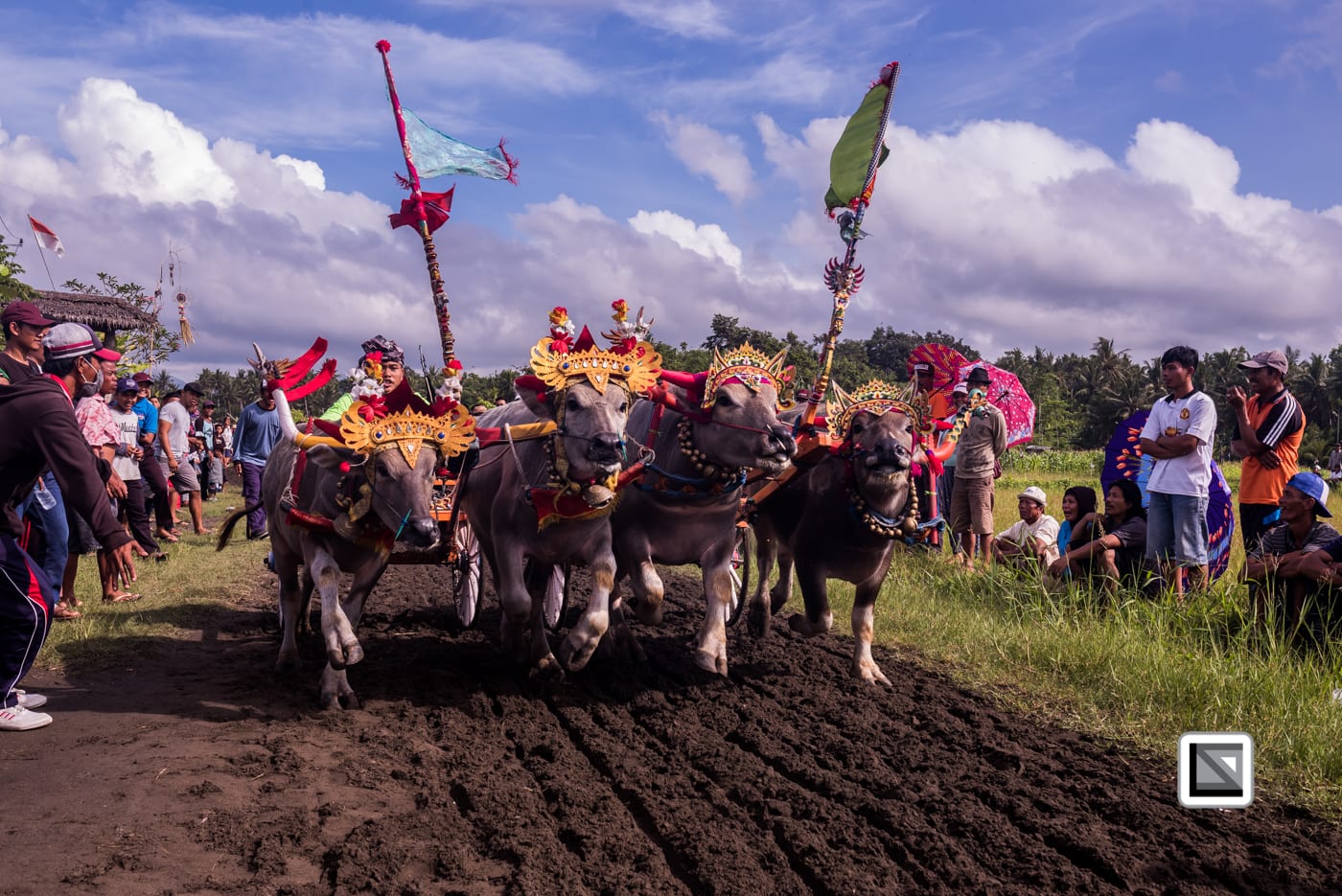 Makepung – Traditional Bull Race in Bali