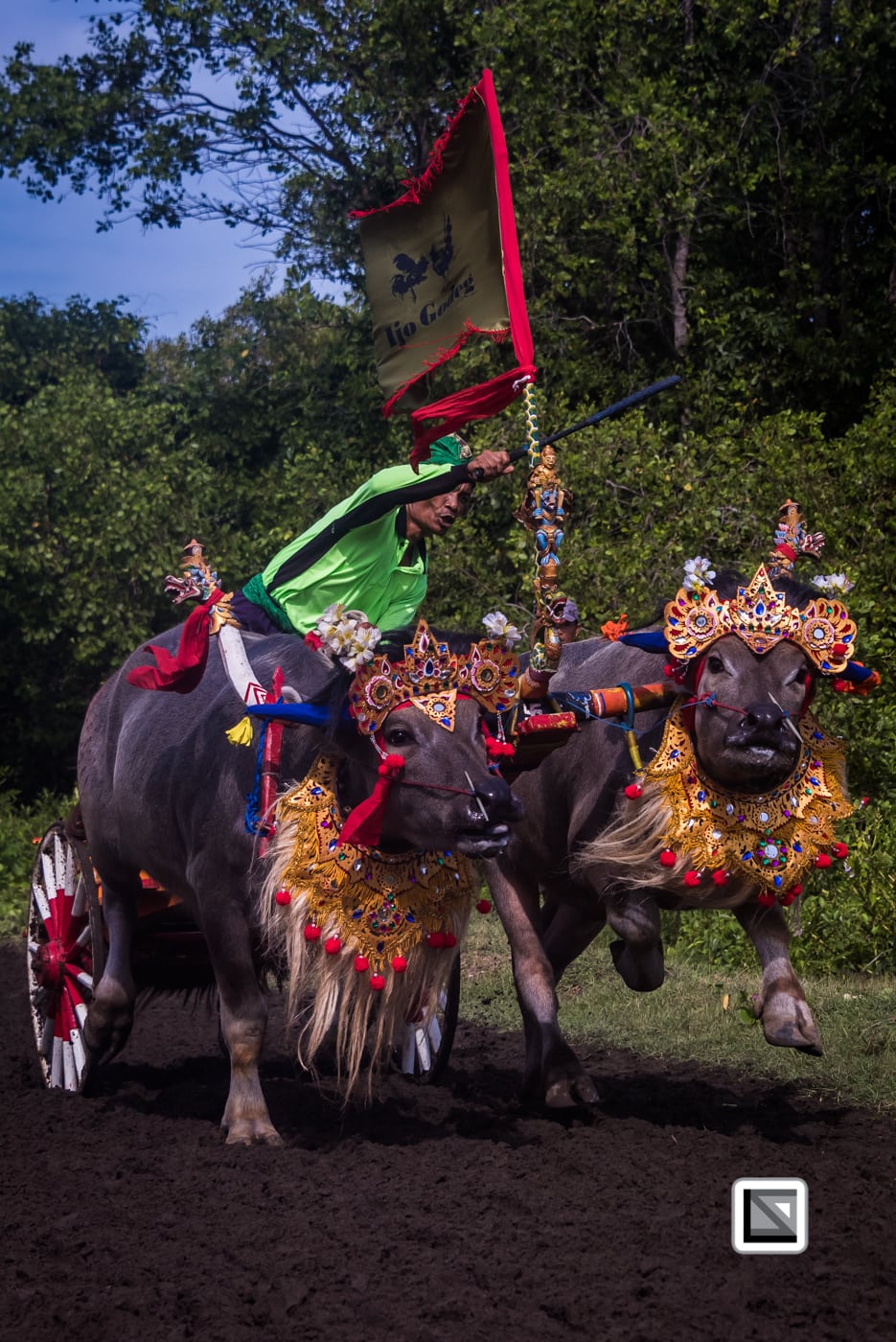Makepung – Traditional Bull Race in Bali