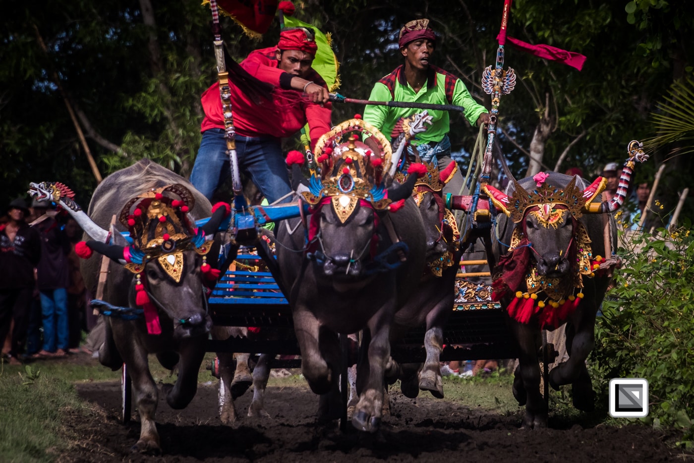 Makepung – Traditional Bull Race in Bali