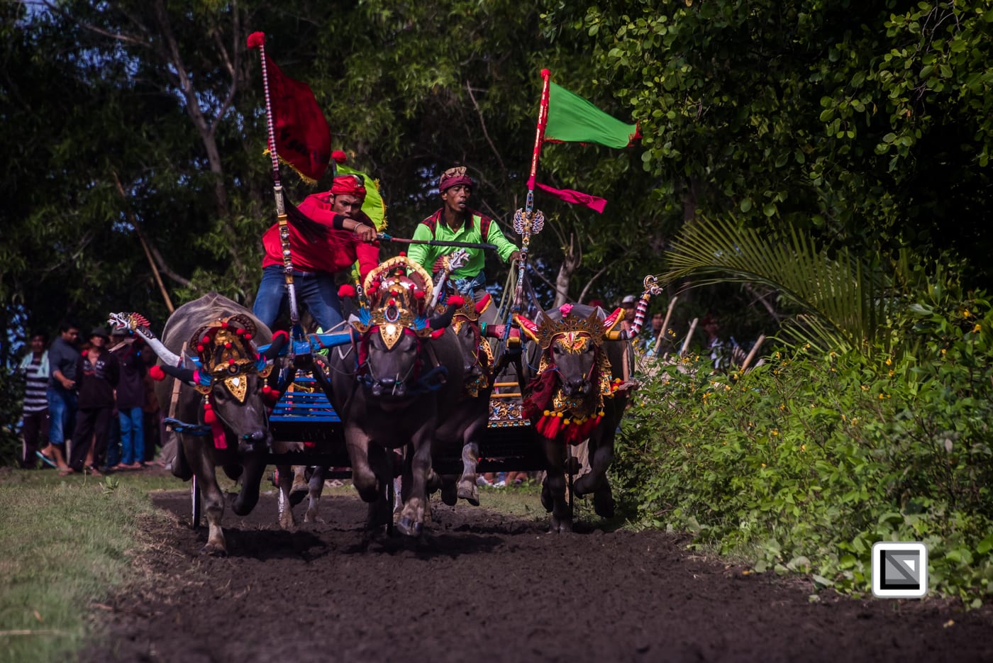 Makepung – Traditional Bull Race in Bali
