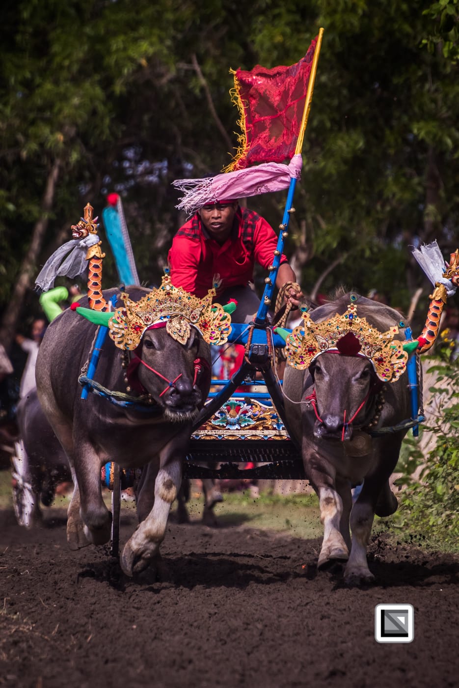 Makepung – Traditional Bull Race in Bali
