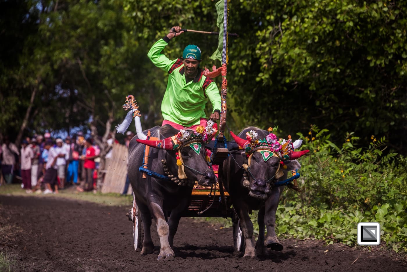 Makepung – Traditional Bull Race in Bali