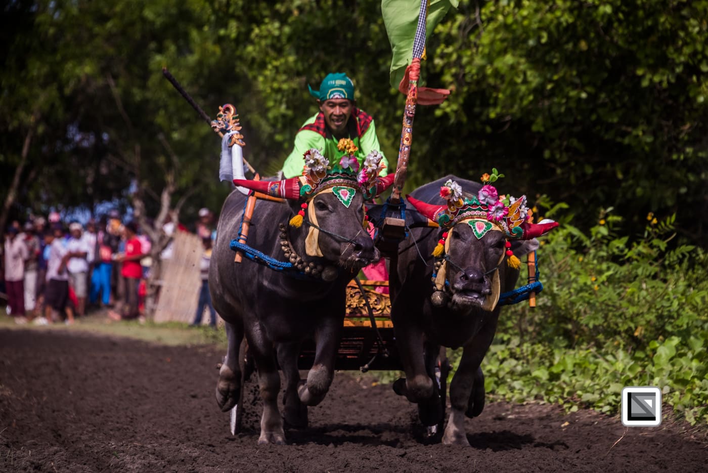 Makepung – Traditional Bull Race in Bali