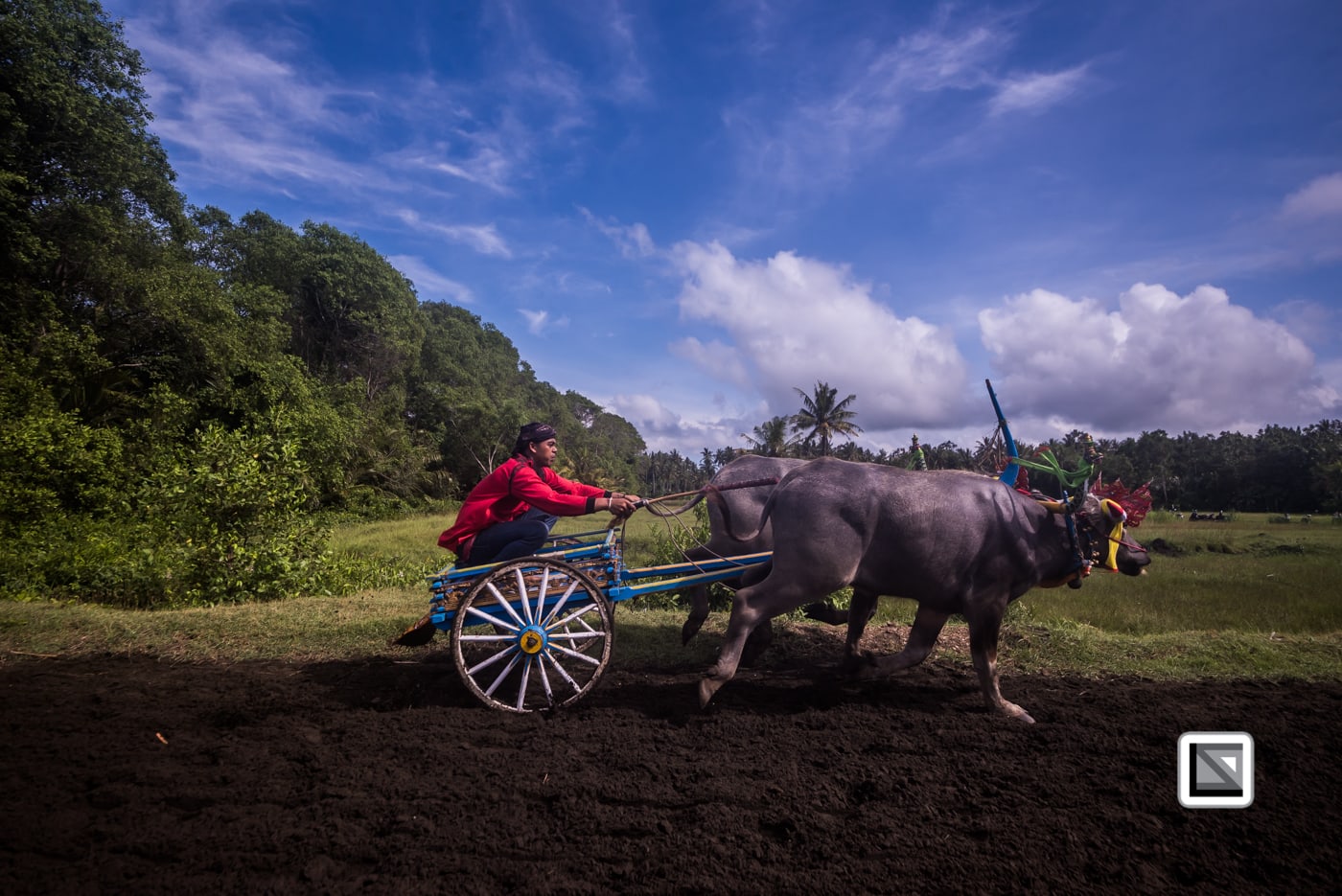 Makepung – Traditional Bull Race in Bali