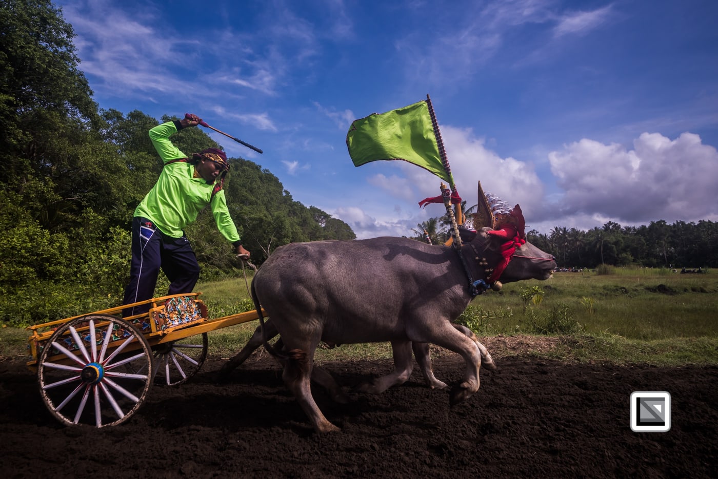 Makepung – Traditional Bull Race in Bali