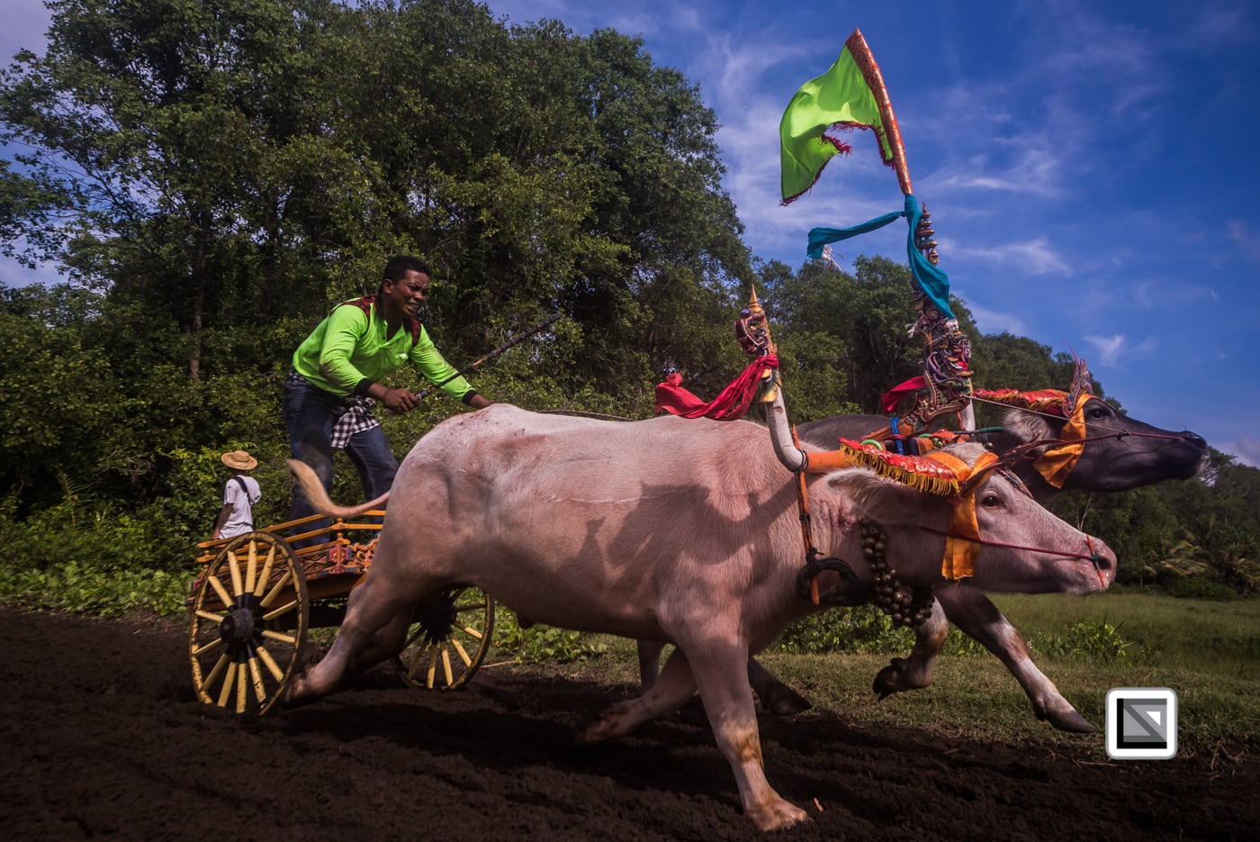 Makepung – Traditional Bull Race in Bali